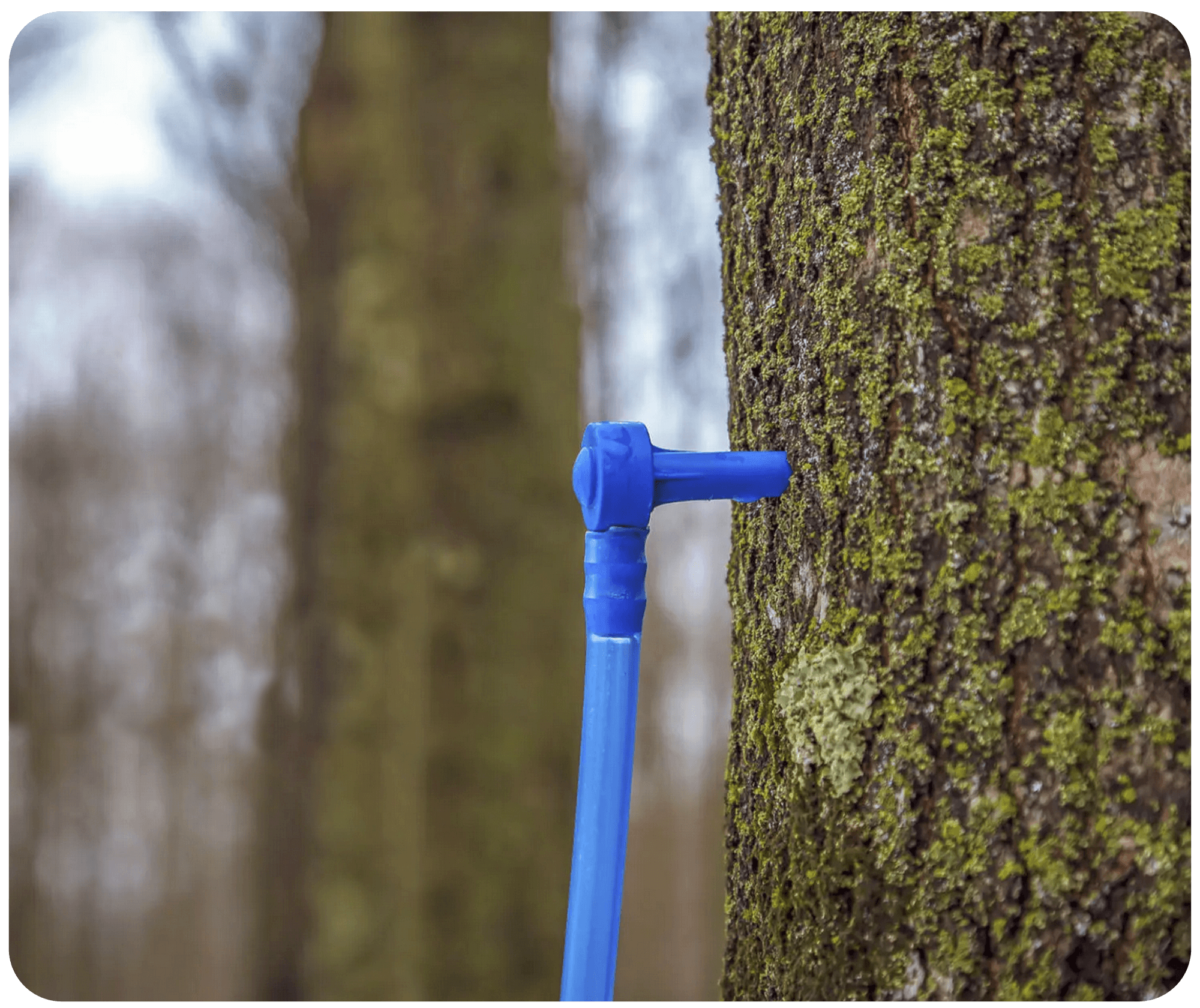 The Maple Experience - New York State Maple Producers Association